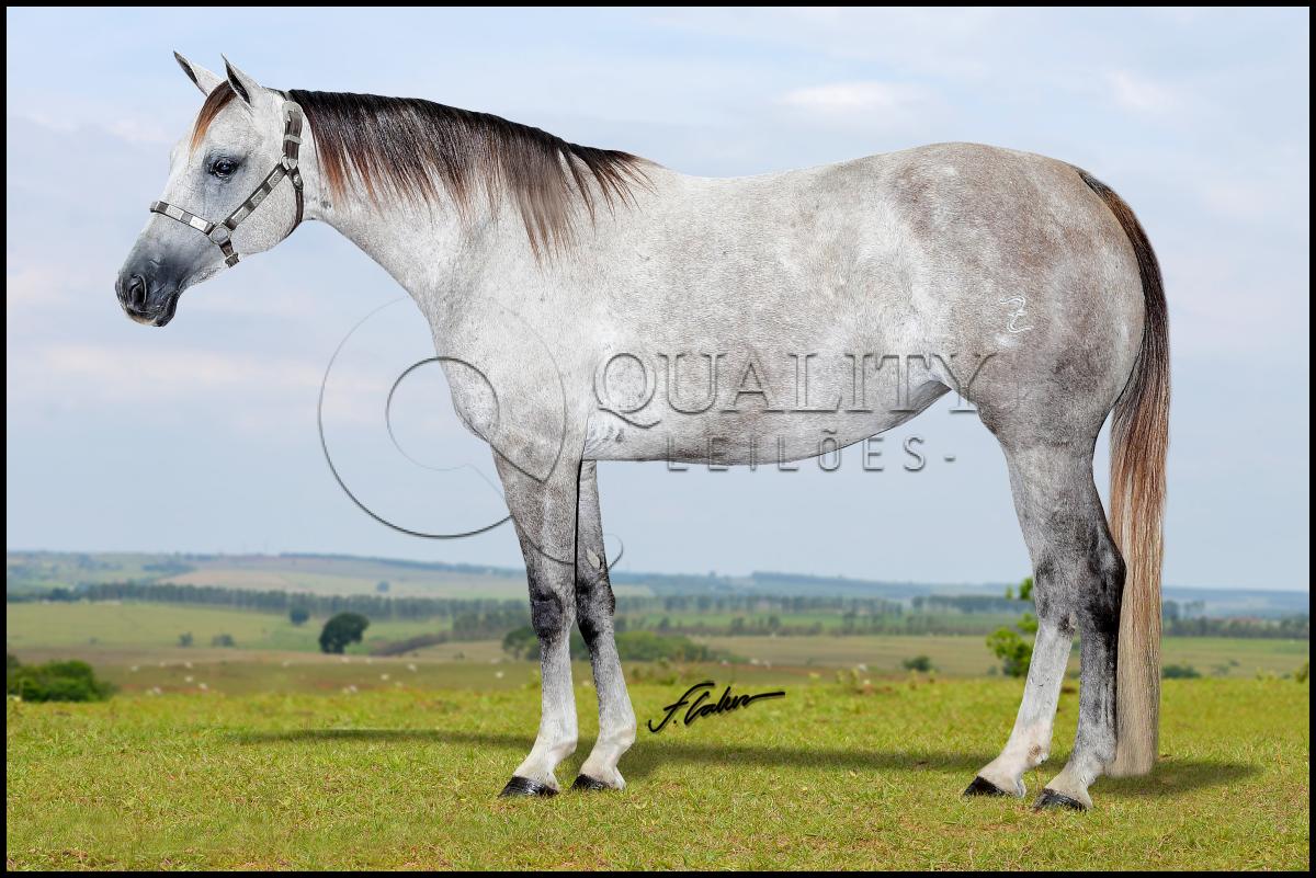 KEYS GRAY Z - 4º LEILÃO WORKING HORSE SHOW - Quality Leilões - Leilões ...