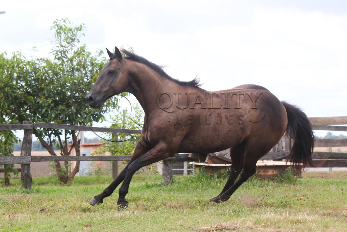 MAGAYVER ONLY - LEILÃO FAZ. STO. ANTÔNIO MARCA EDU - QM E MUARES ...