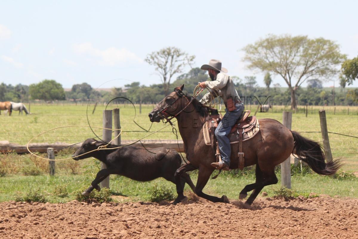MAGAYVER ONLY - LEILÃO FAZ. STO. ANTÔNIO MARCA EDU - QM E MUARES ...