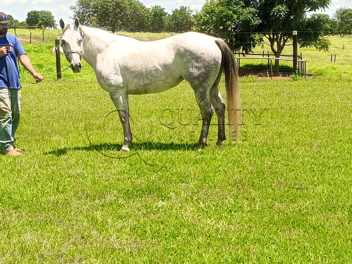 PEP GRAY DUAL - 5º LEILÃO WORKING HORSE SHOW - Quality Leilões ...
