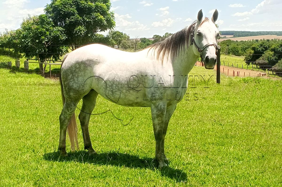 PEP GRAY DUAL - 5º LEILÃO WORKING HORSE SHOW - Quality Leilões ...