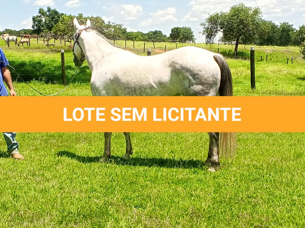 PEP GRAY DUAL - 5º LEILÃO WORKING HORSE SHOW - Quality Leilões ...