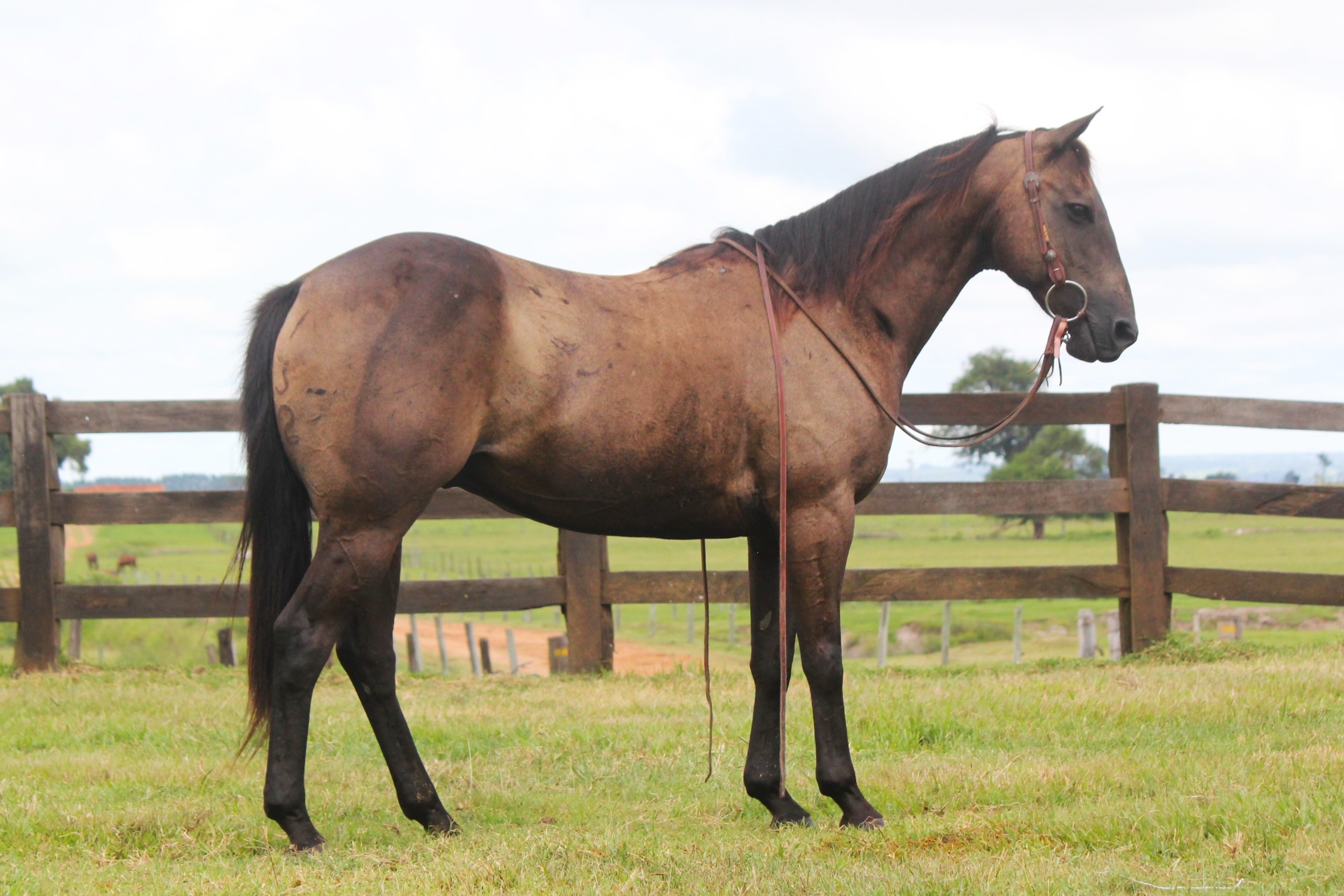 MAGAYVER ONLY - LEILÃO FAZ. STO. ANTÔNIO MARCA EDU - QM E MUARES ...
