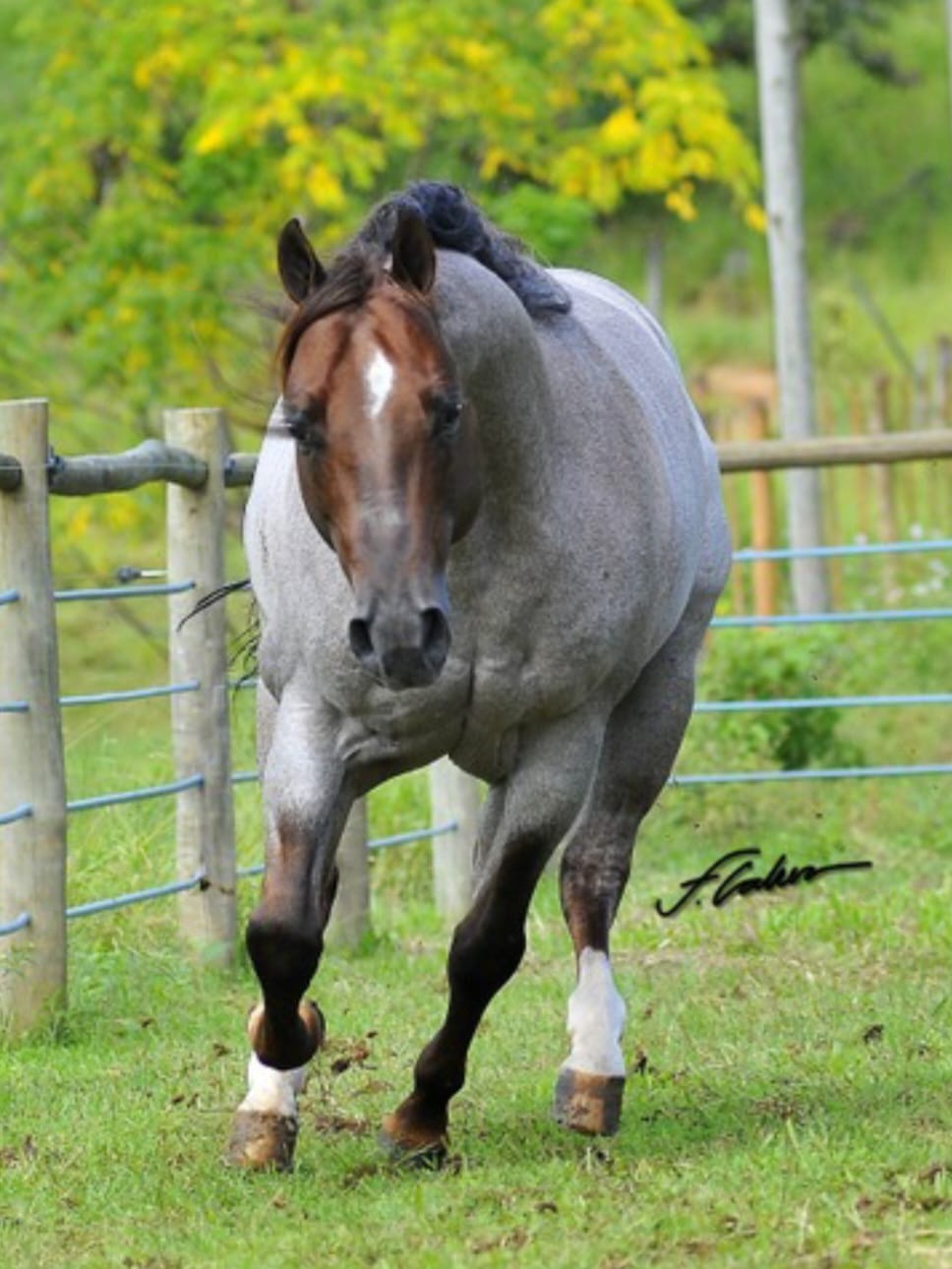 METALLIC REY STAR 4M (COBERTURAS) - JUNTOS PELO RIO GRANDE DO SUL ...