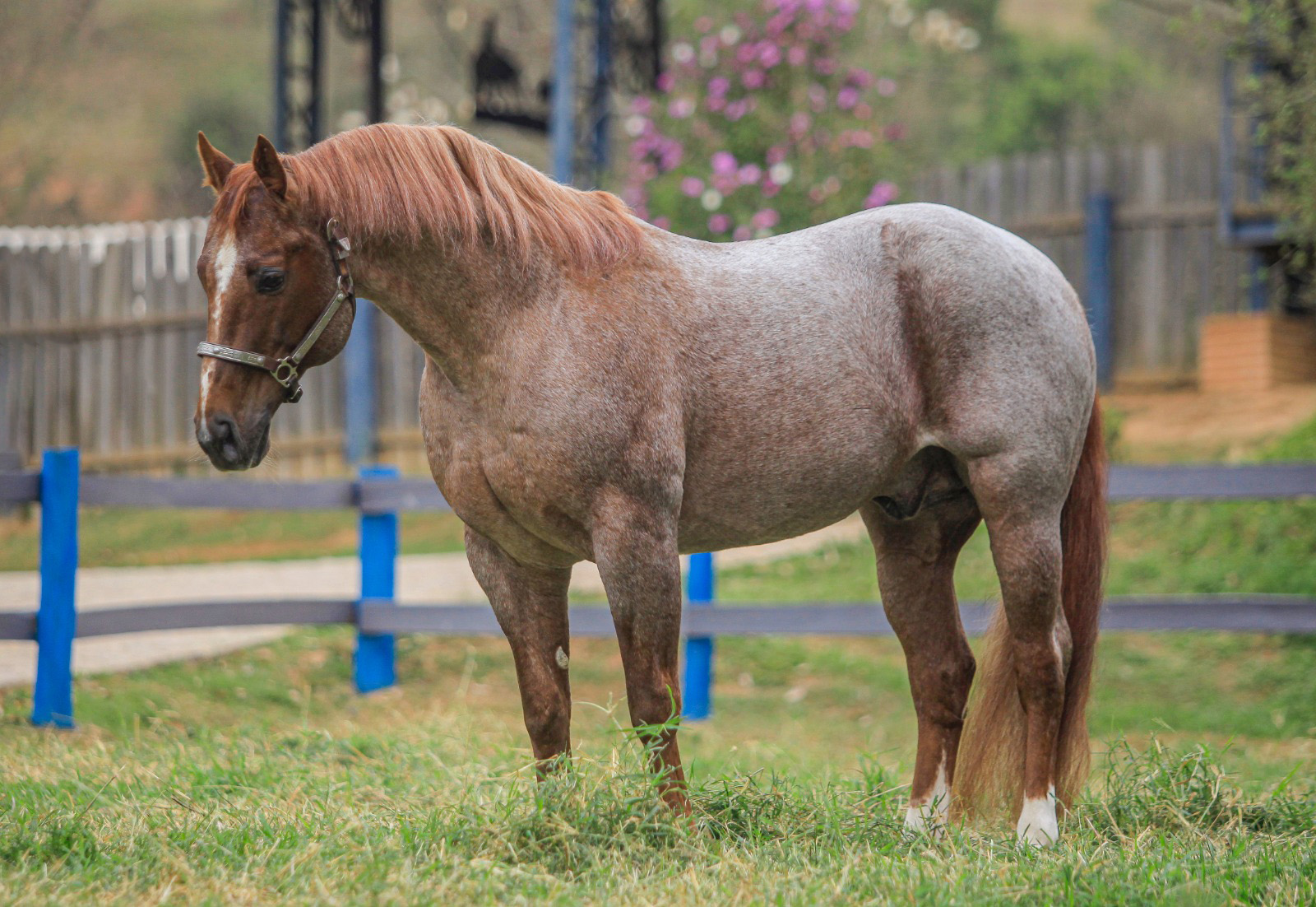 SWEET LIL BOONSMAL (COBERTURAS) - JUNTOS PELO RIO GRANDE DO SUL ...