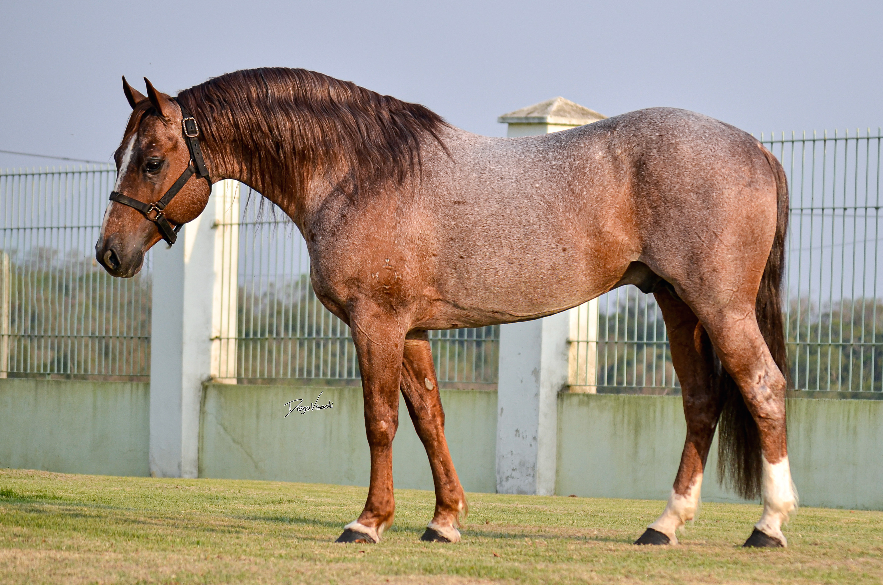 JACK DUAL KEYS RM (COBERTURA) - LEILÃO FAZENDA DONA ILZA - Quality ...