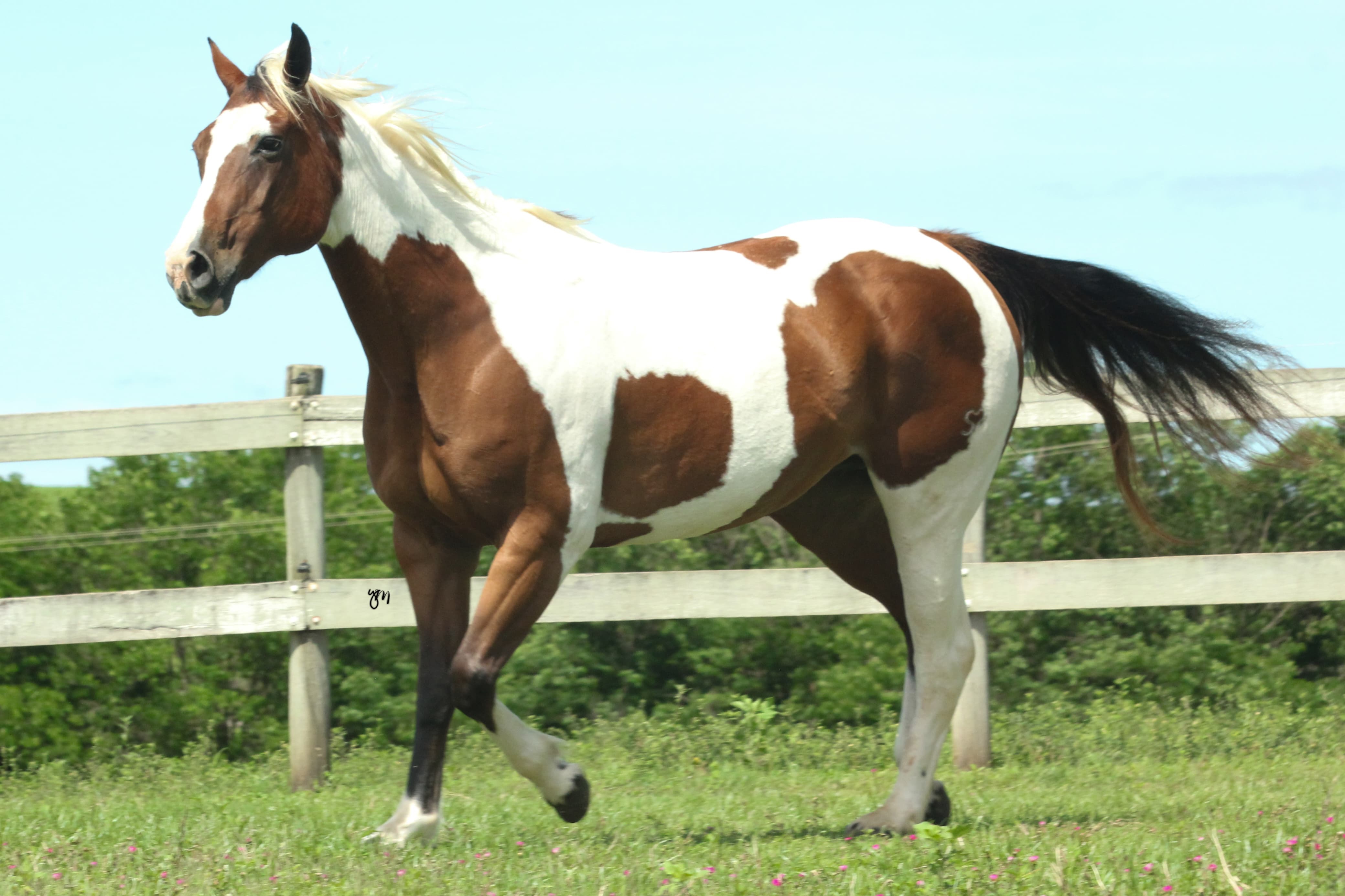 ESSENCE BAR FANCY - TE - 5º LEILÃO CHRISTMAS HORSE SHOW - Quality ...